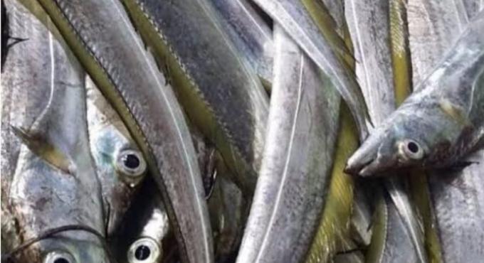 10 Manfaat Ikan Beledang | Siber Bengkulu